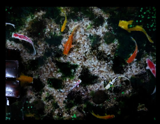 The Koi Pond - acrylic on resin and canvas, in Acrylic on Resin Gallery